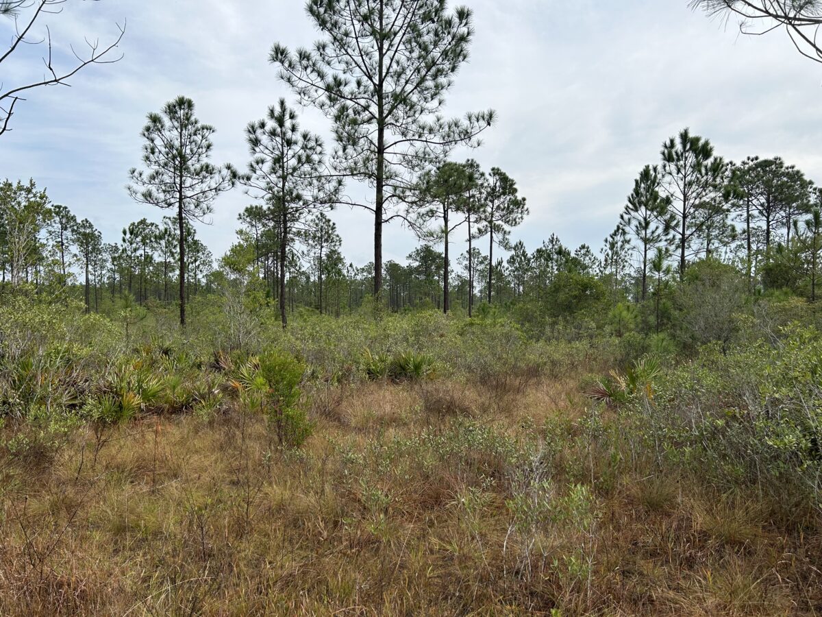 Foley moving ahead with plans to expand Graham Creek Nature Preserve ... Foley moving ahead with plans to expand Graham Creek Nature Preserve ...