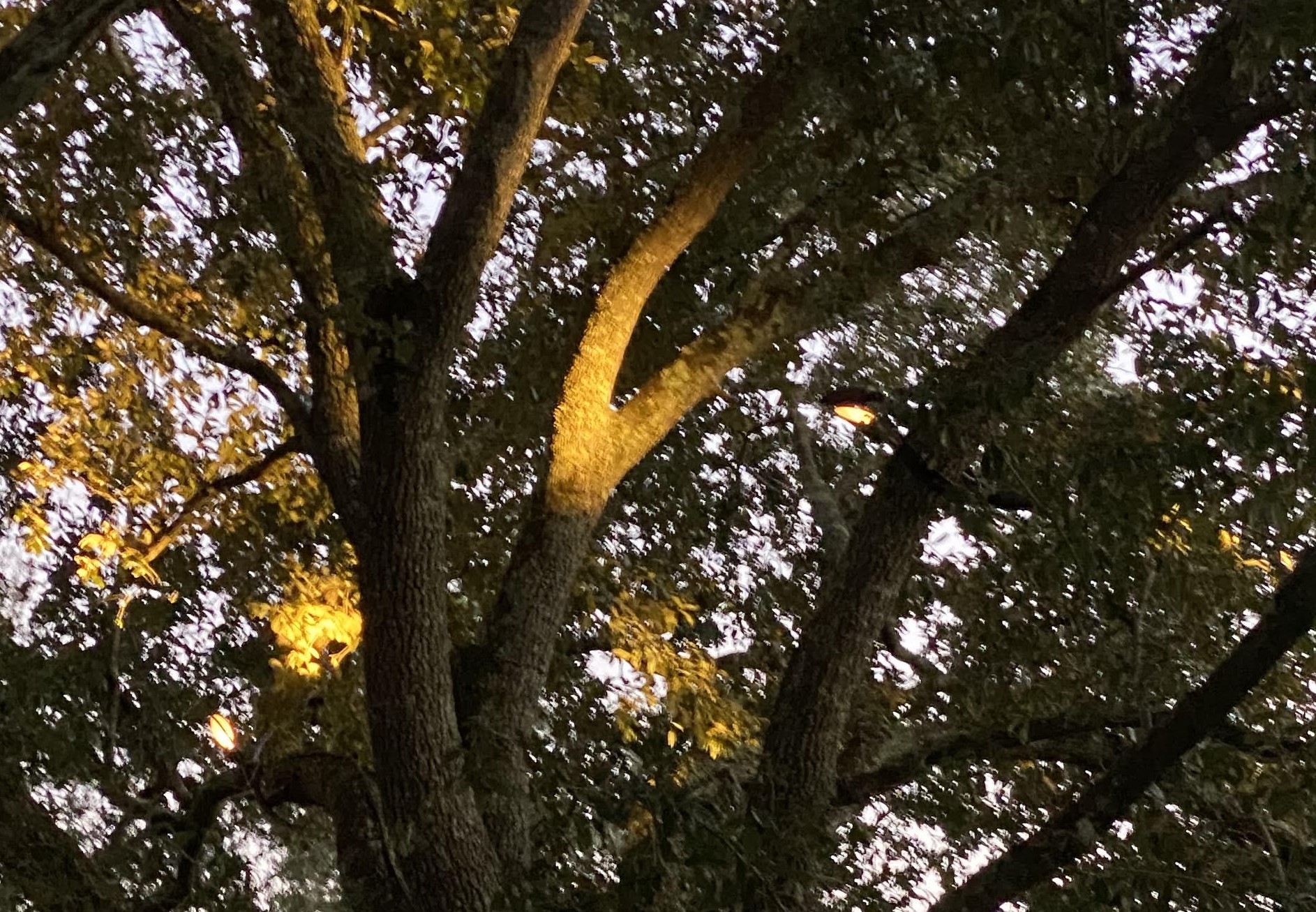 Foley Expands Downtown Tree Lighting Project with New LED Installations ...